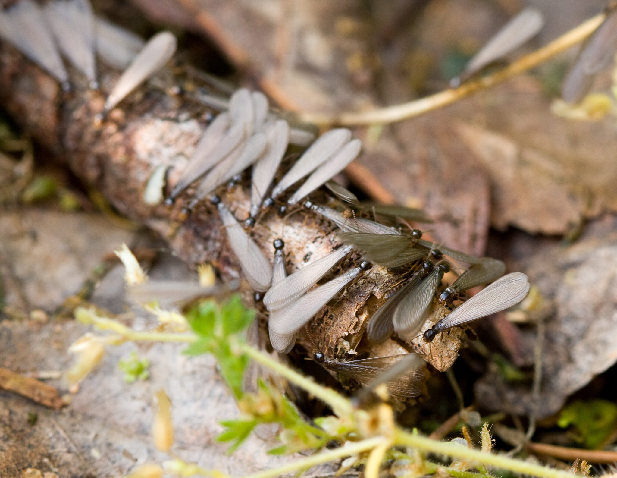 What Are the First Signs of Termites? | Preventive Pest Utah